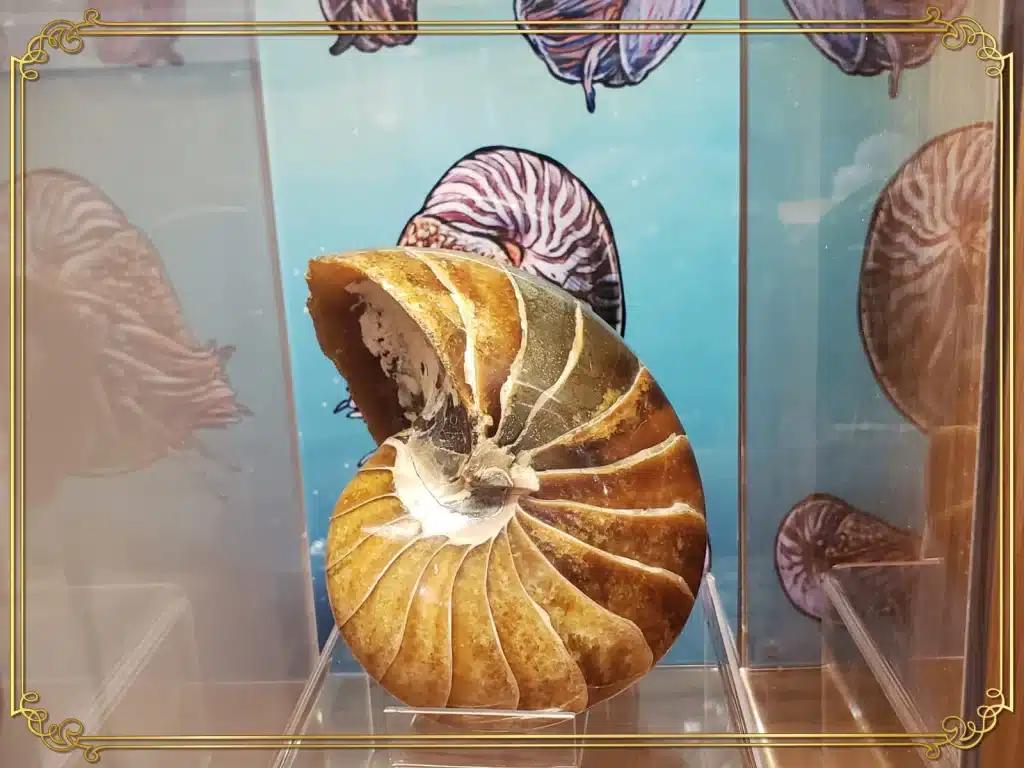 Madagascar Fossils – Little Museum of the World