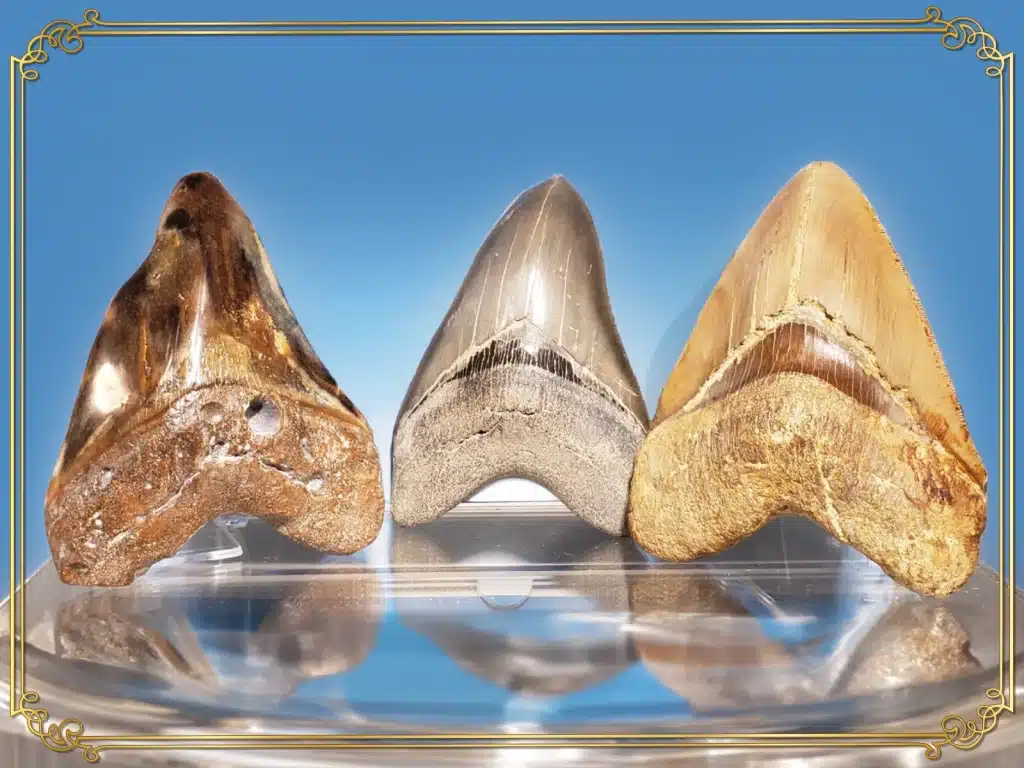 Megalodons – Little Museum of the World